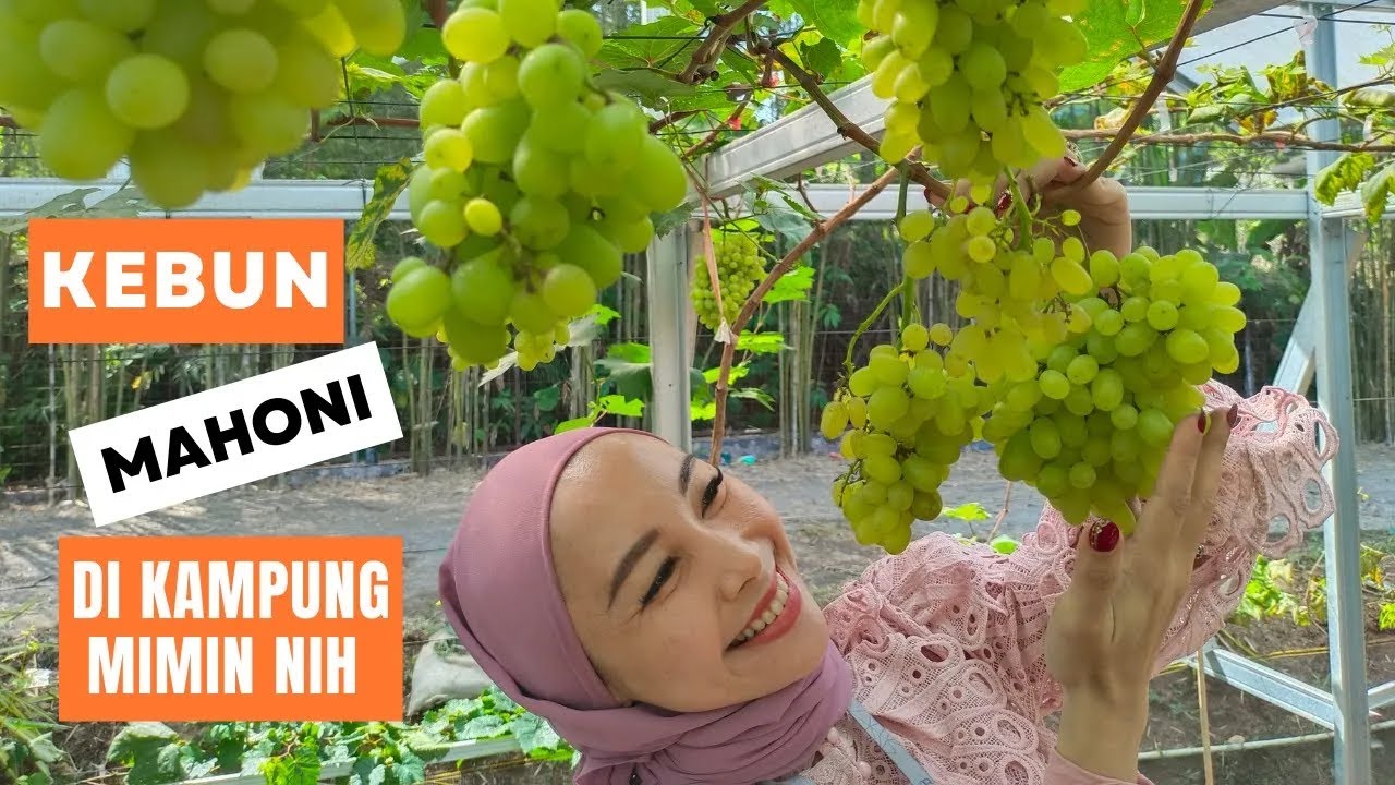 SERBUUUU.... Lagi banyak Buahnya nih di kebun Anggur Mahoni di Sukabumi ...