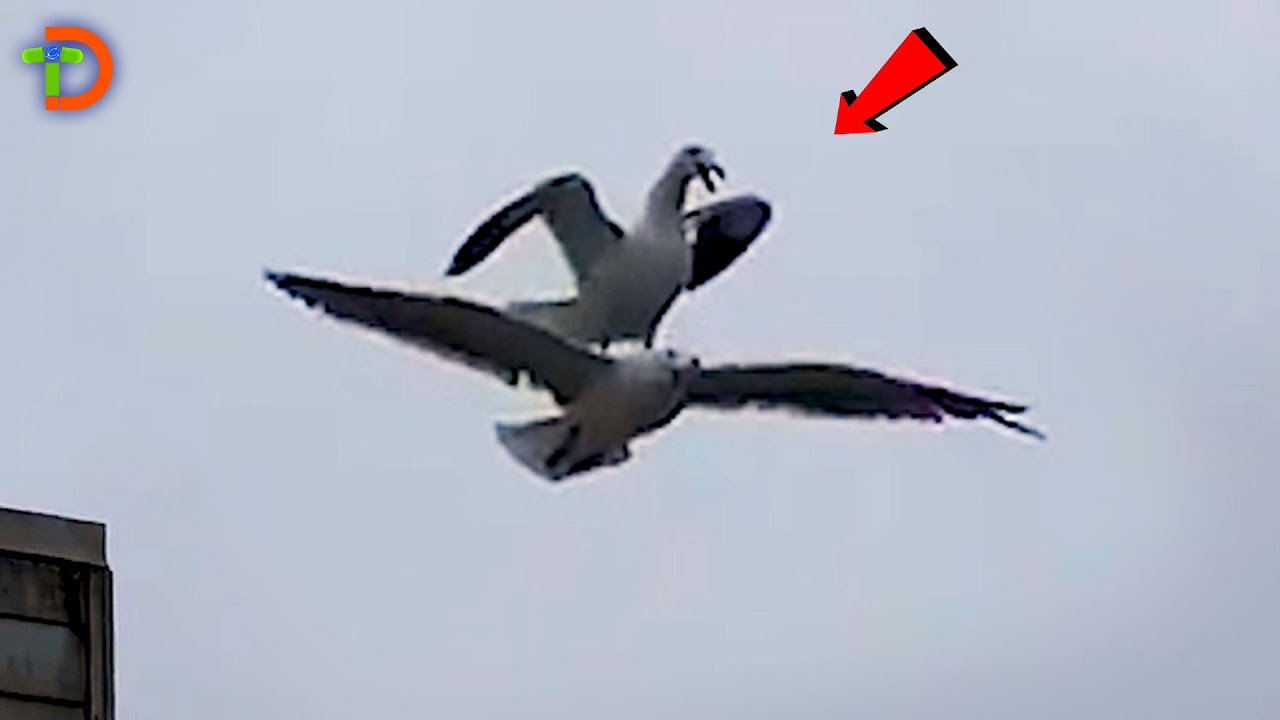Seagull Taking A Free Ride - YouTube