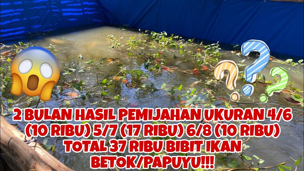 PERSIAPAN 61,5KG, JUMLAH 37 RIBU EKOR BIBIR IKAN BETOK/PAPUYU MASUK ...
