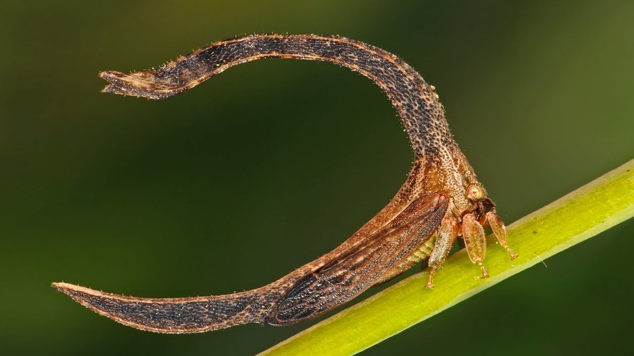 Horseshoe Shaped Tree Hoppers - Animal of the Week - YouTube