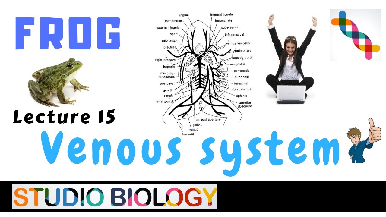 Class 11- Zoology Lectures- Discuss The Venous System Of Frog & Types ...