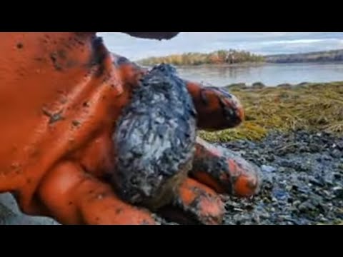 Digging clams on the coast of Maine. - YouTube