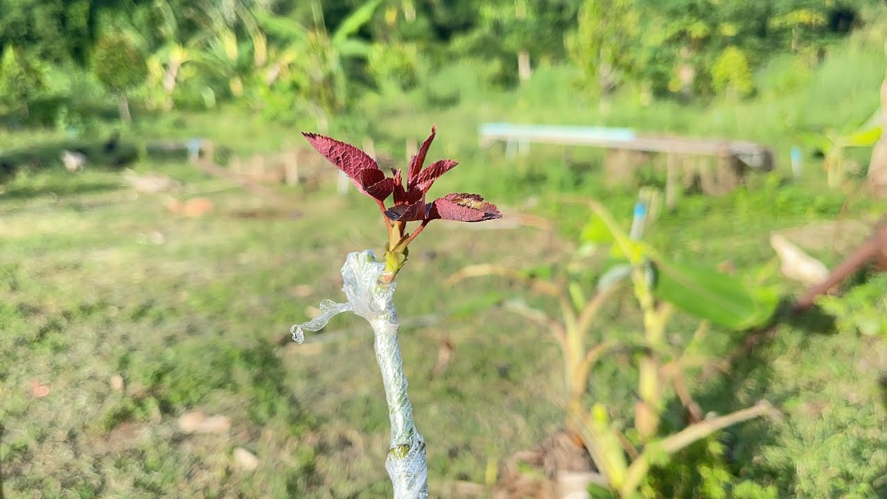 A beautiful grafting technique I ever experienced- V grafting - YouTube