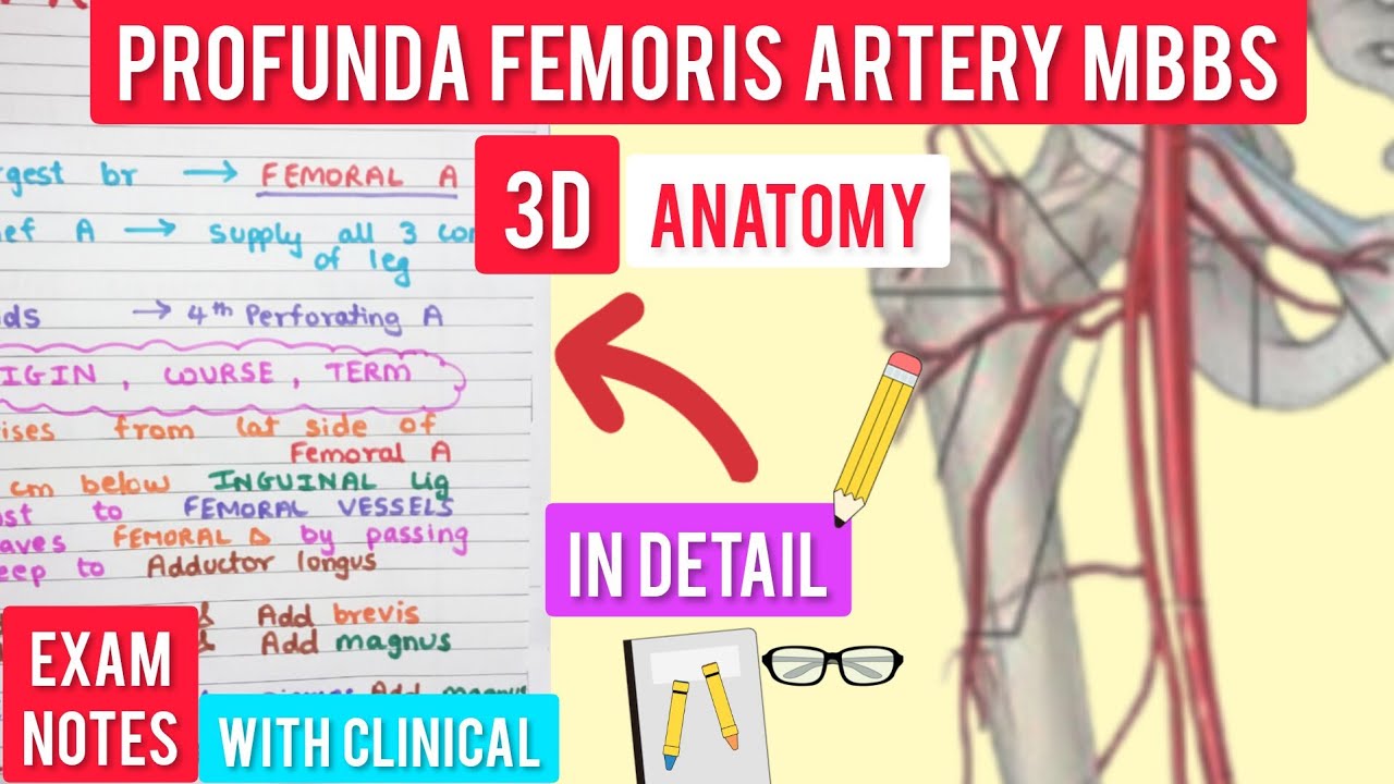 Profunda femoris artery | 3D Anatomy | Very Easssy - YouTube