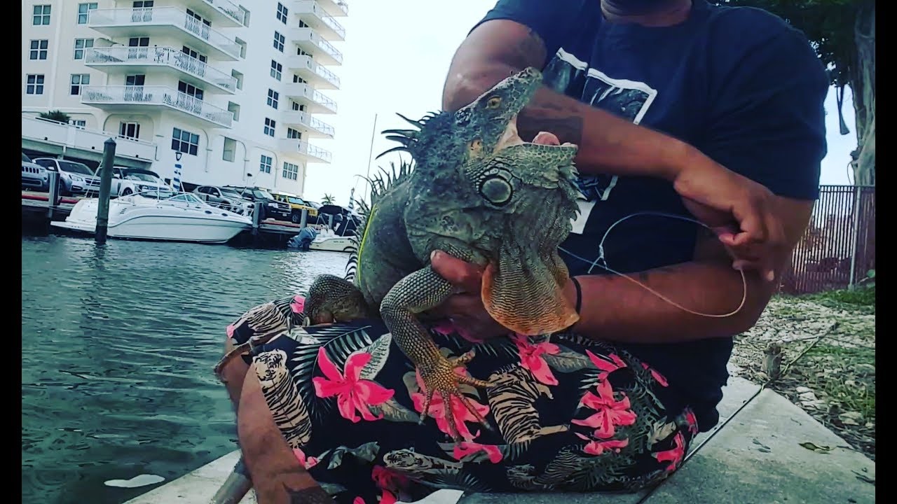Orange iguana BLITZ! 5 Foot Monsters CAUGHT!!! - YouTube