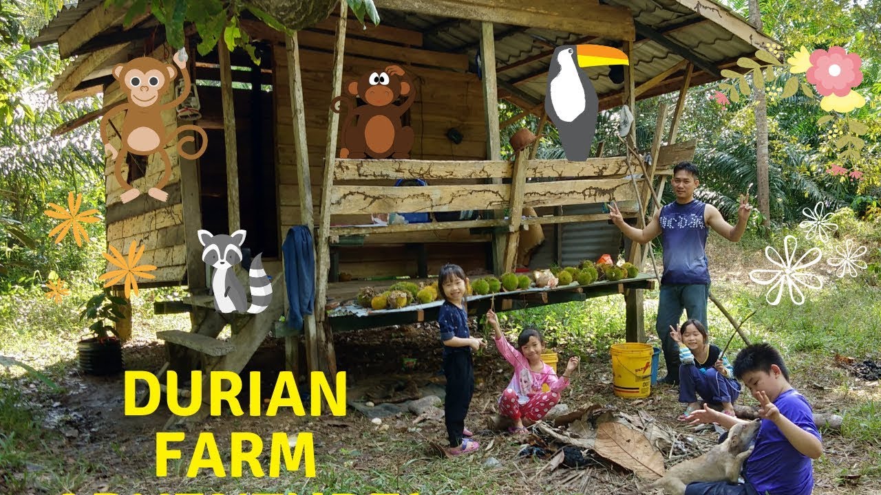 Durian Farm Adventure - YouTube