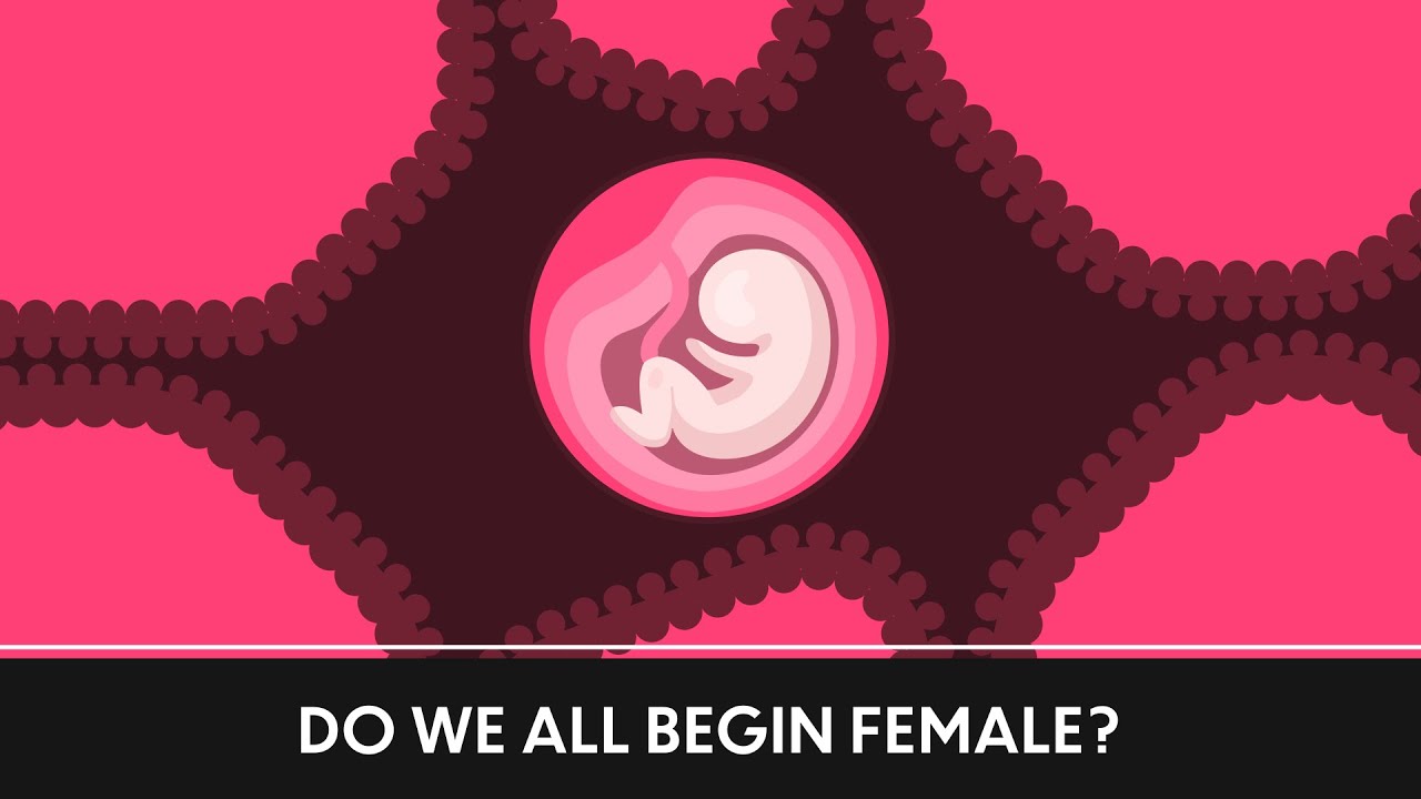 Do We All Begin Female? - YouTube