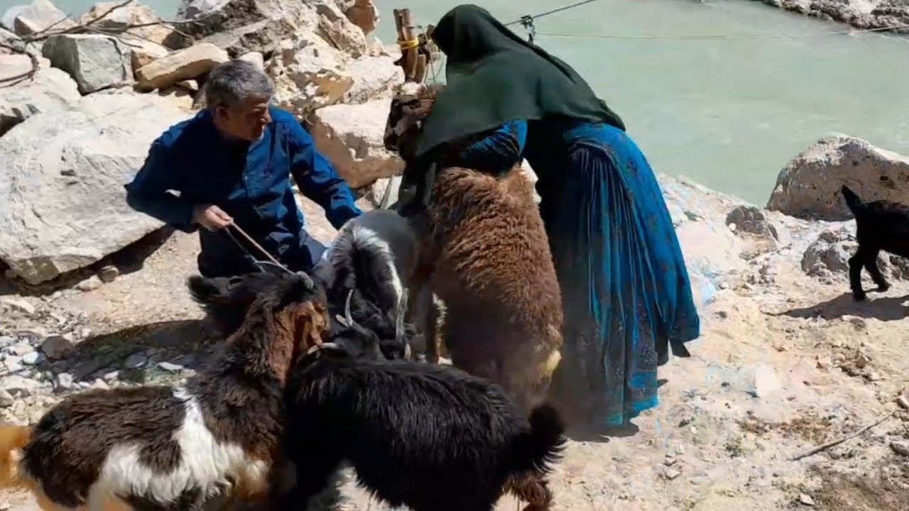 "Helping a sheep farming family: Help sell sheep" - YouTube