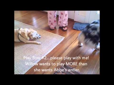 Dog Body Language - Play Signals - Play Bow (do you hear a growl too ...