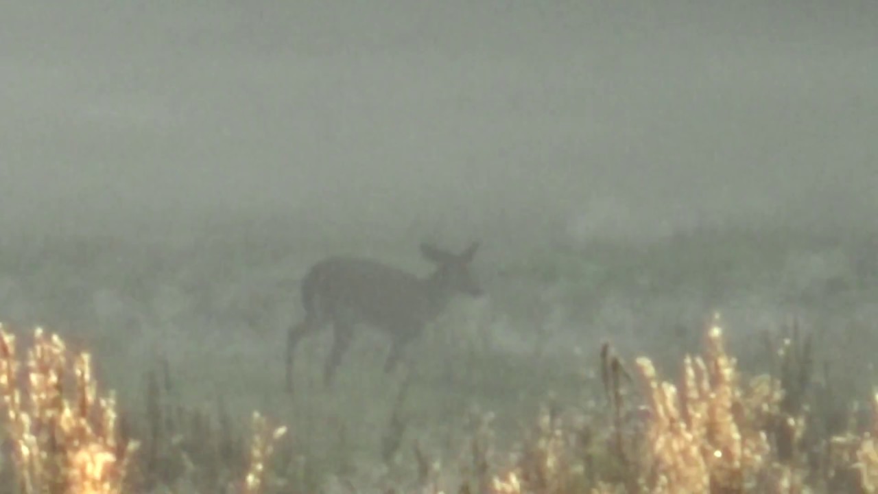 Deer in the Morning Fog - YouTube