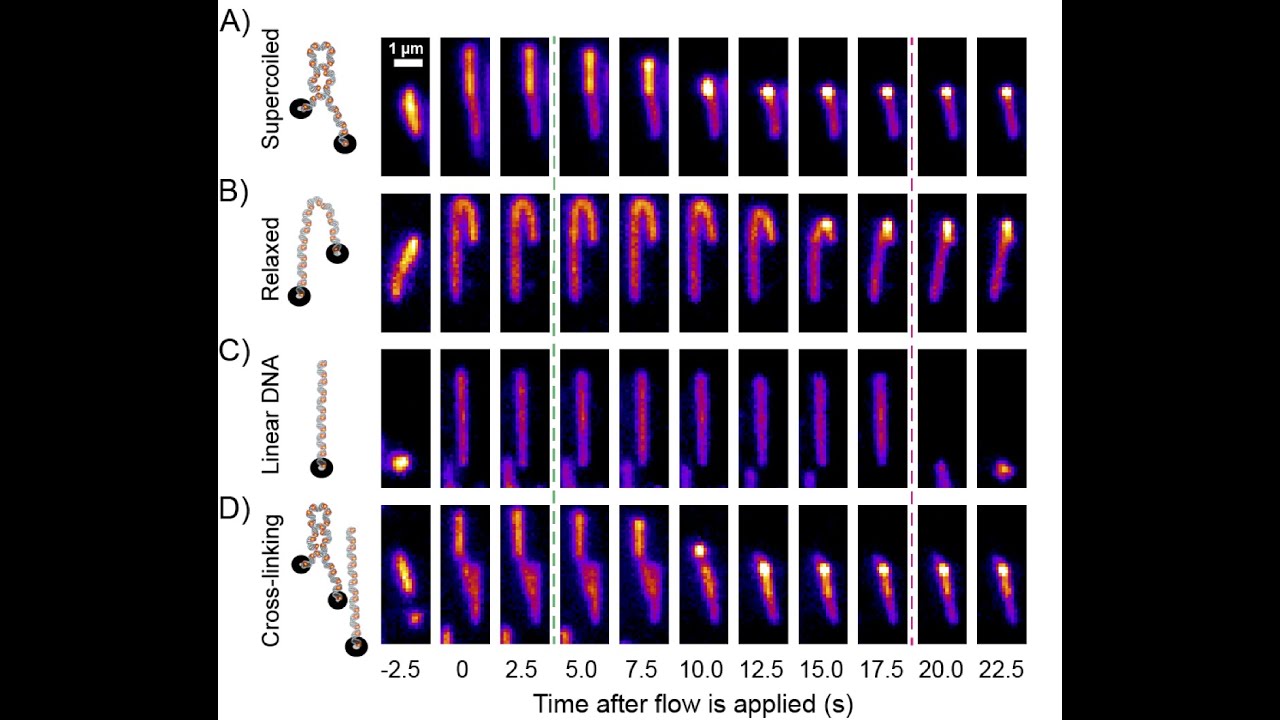 Elio Abbondanzieri -- A bridge too far: Bridging DNA contacts allow Dps ...