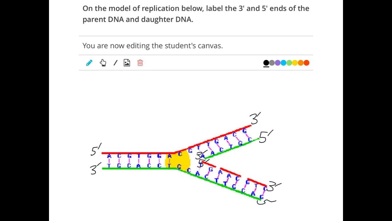 DNA Replication Assessment Review - YouTube