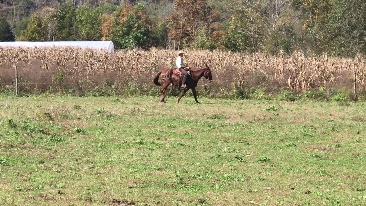 Athena 😀😀😀. Draft cross mule for sale. Walking video 😀😀😀😀🌹 - YouTube