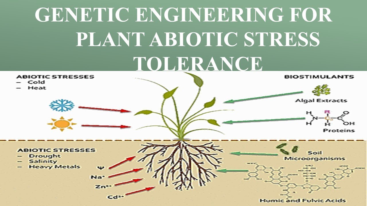 Genetic engineering for plant abiotic stress tolerance - YouTube