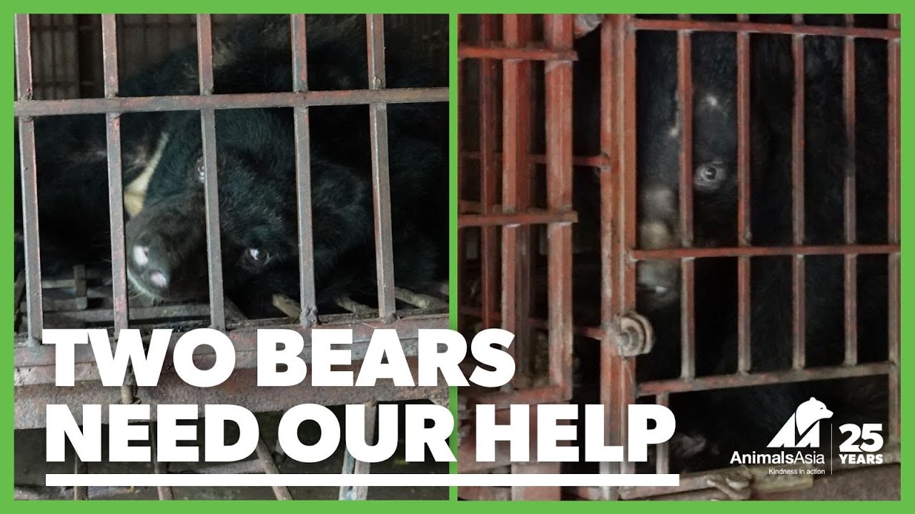 Two Moon Bears Trapped On Bile Farm For 18 Years | Animals Asia - YouTube