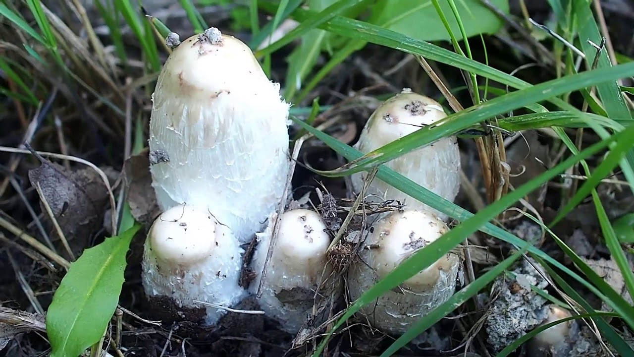 Coprin chevelu (champignon comestible) - YouTube
