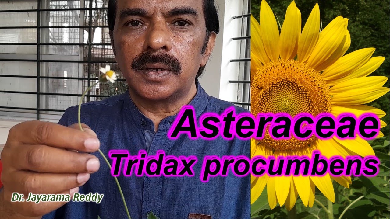 Asteraceae| Plant Taxonomy| Tridax| Sun flower| Dr. Jayarama Reddy| St ...