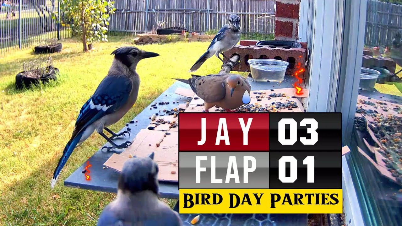 Fearless Defense: Flappy Dove confronts 3 Blue Jays at Bird Feeder ...