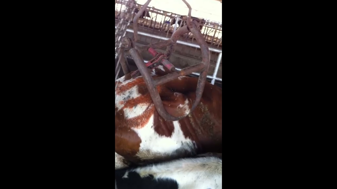COW LIFTING by pelvis bones - YouTube