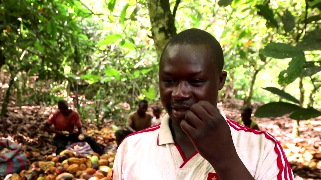 As people eat less chocolate, cocoa beans pile up - YouTube
