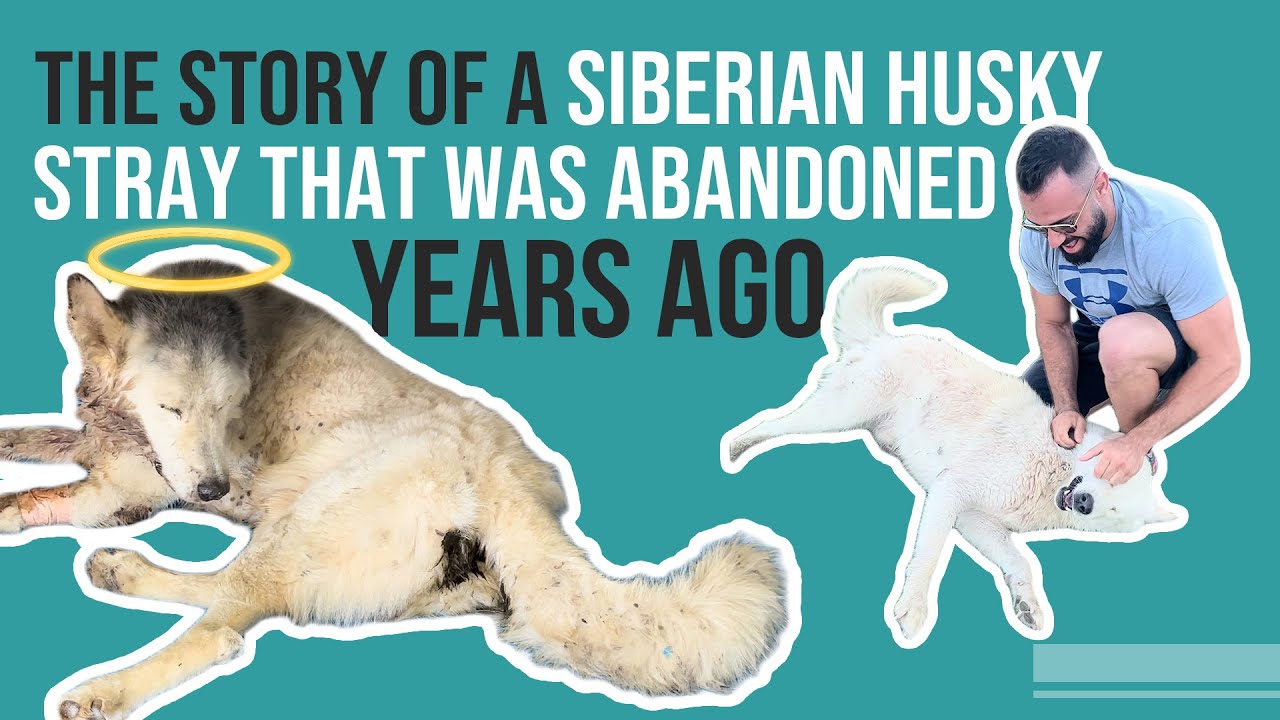 The story of a siberian husky stray that was abandoned years ago (BARON ...