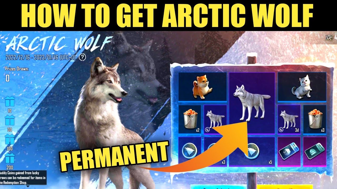 HOW TO GET PERMANENT ARCTIC WOLF COMPANION😳 || PUBG MOBILE ARCTIC WOLF ...