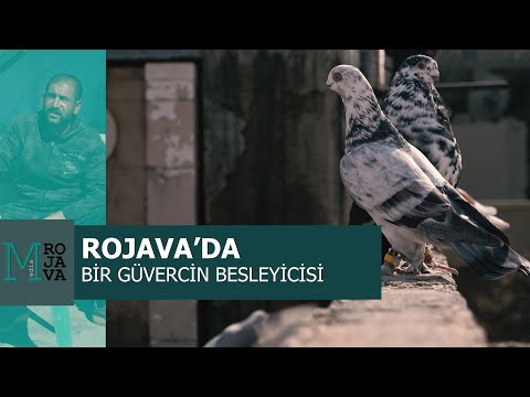 Media Rojava | Rojava'da Bir Güvercin Besleyicisi | Li Rojava Hezkiriyekî Kevokan