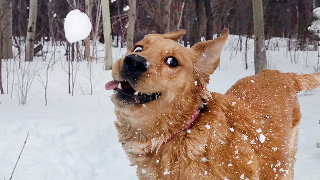 Dogs Reacting to First Snow Funniest Dog Reaction - YouTube