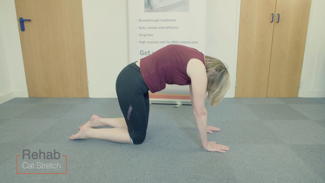 Cat Stretch - YouTube