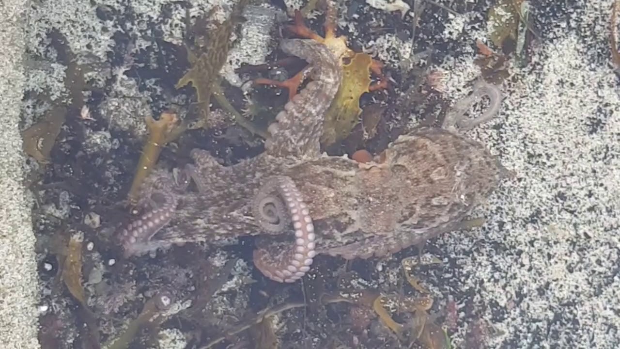 Deadly Blue Ring Octopus at Cronulla Esplanade Rock pool Sydney ...