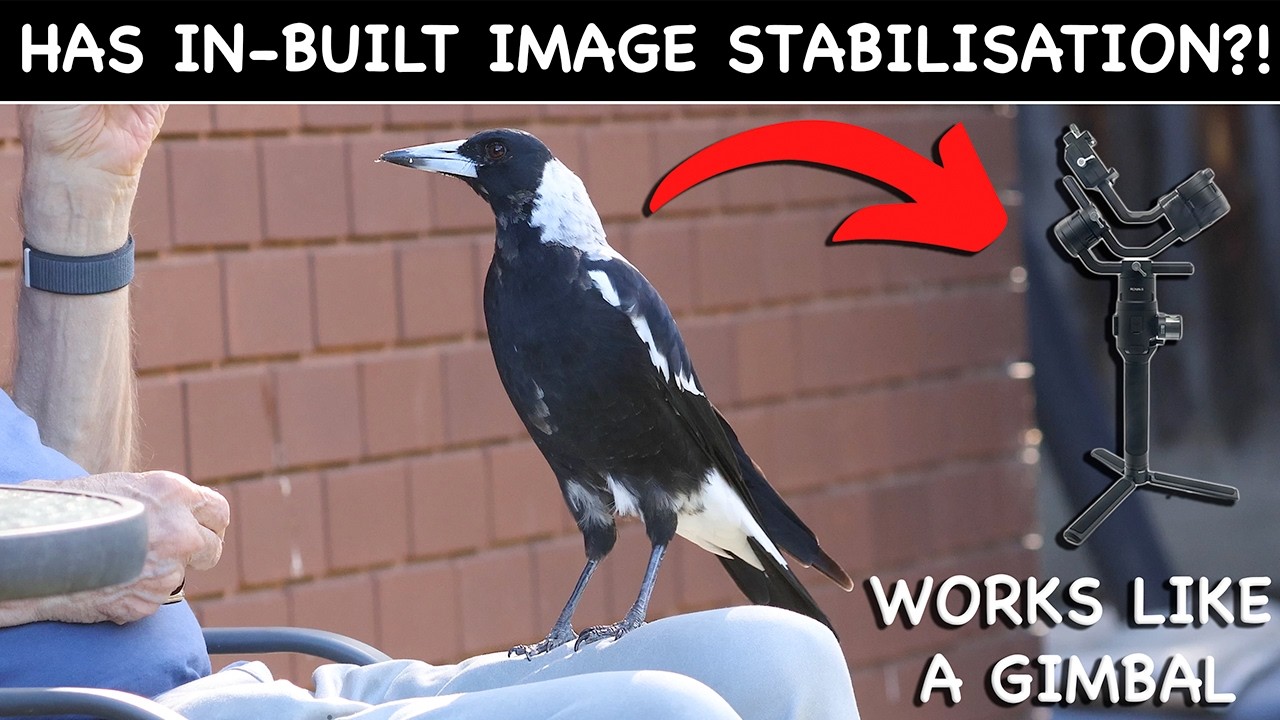 Why are their heads not moving? HEAD-LOCKING phenomenon of Birds - YouTube
