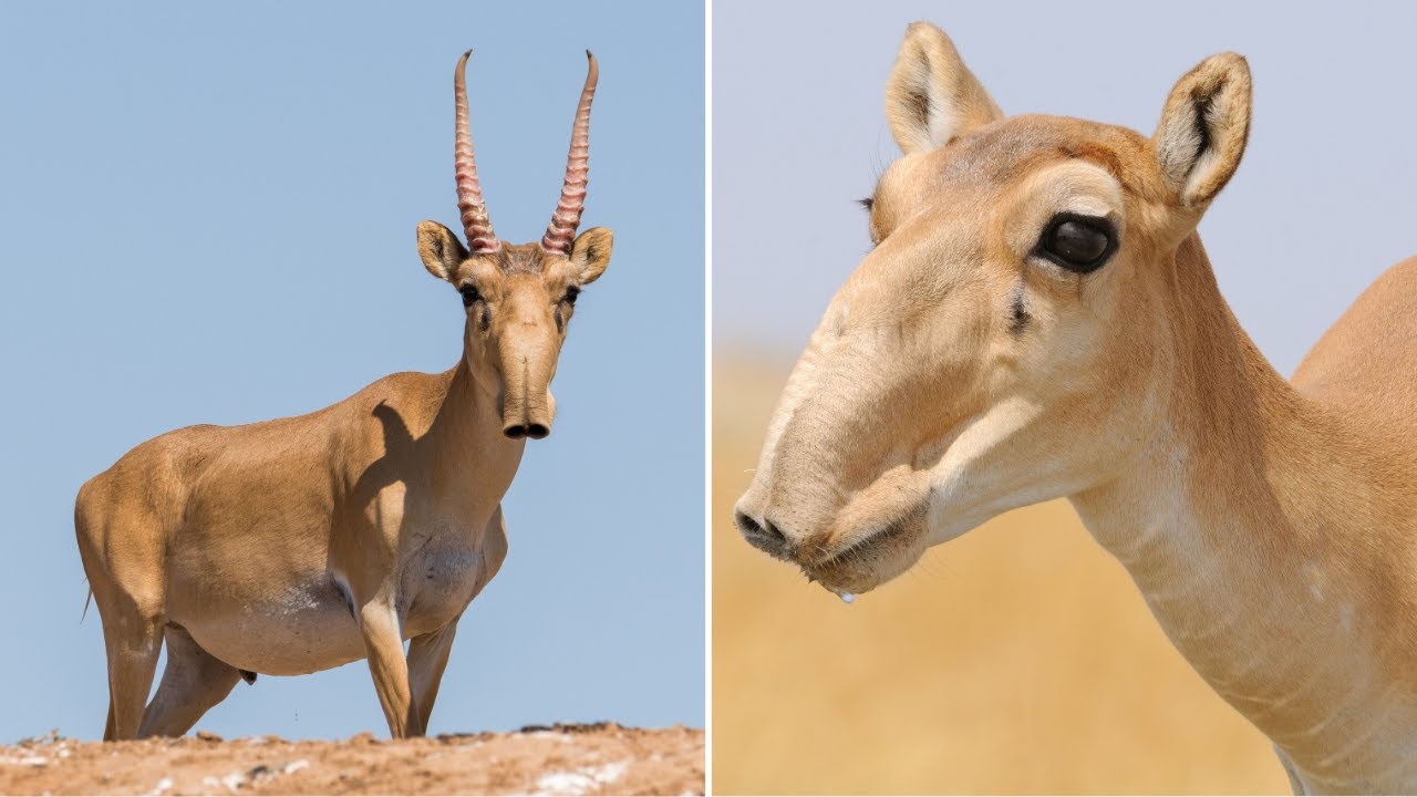 Saiga Antelope 🦌😮 The Weirdest Nose in the Animal Kingdom! | The Wise ...