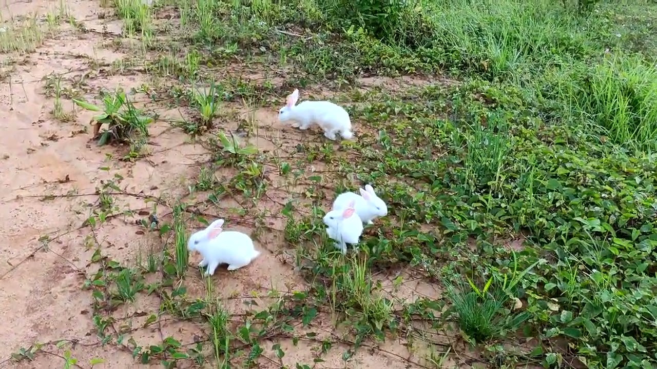 Cute babby rabbits (Gullu, Mullu, Dullu) enjoying in open ground (4 ...
