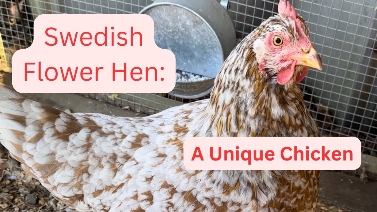 Swedish flower hen: A unique combination of chicken - YouTube