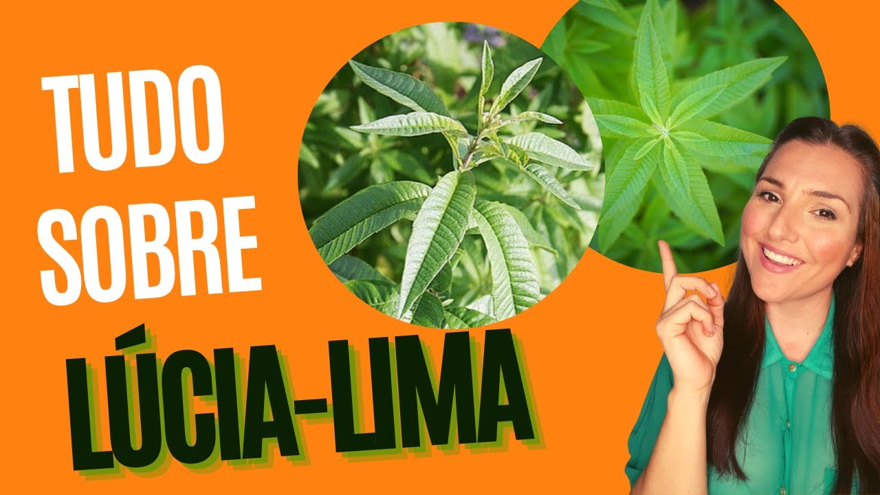 LIMONETE, CIDREIRA OU LÚCIA-LIMA | Como plantar e cuidar do seu pé do ...