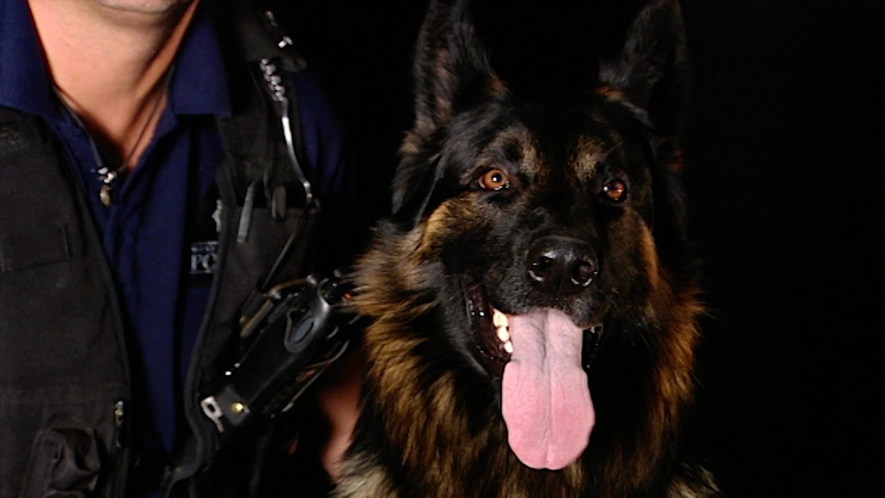 Police Dog Famous For Hunting Killers London K 9 Unit YouTube police-dog-famous-for-hunting-killers-london-k-9-unit-youtube