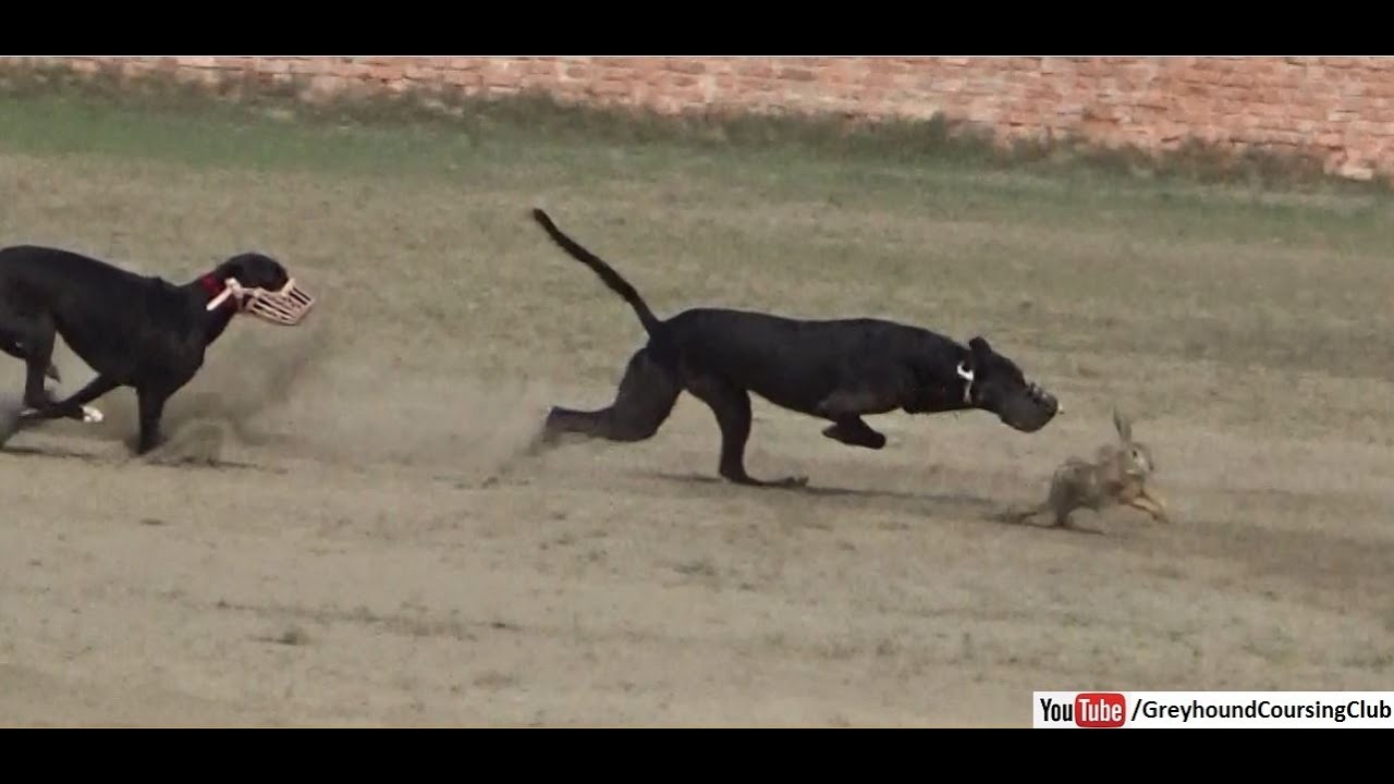 Greyhound coursing 2021 | dog race | hare coursing in pakistan - YouTube