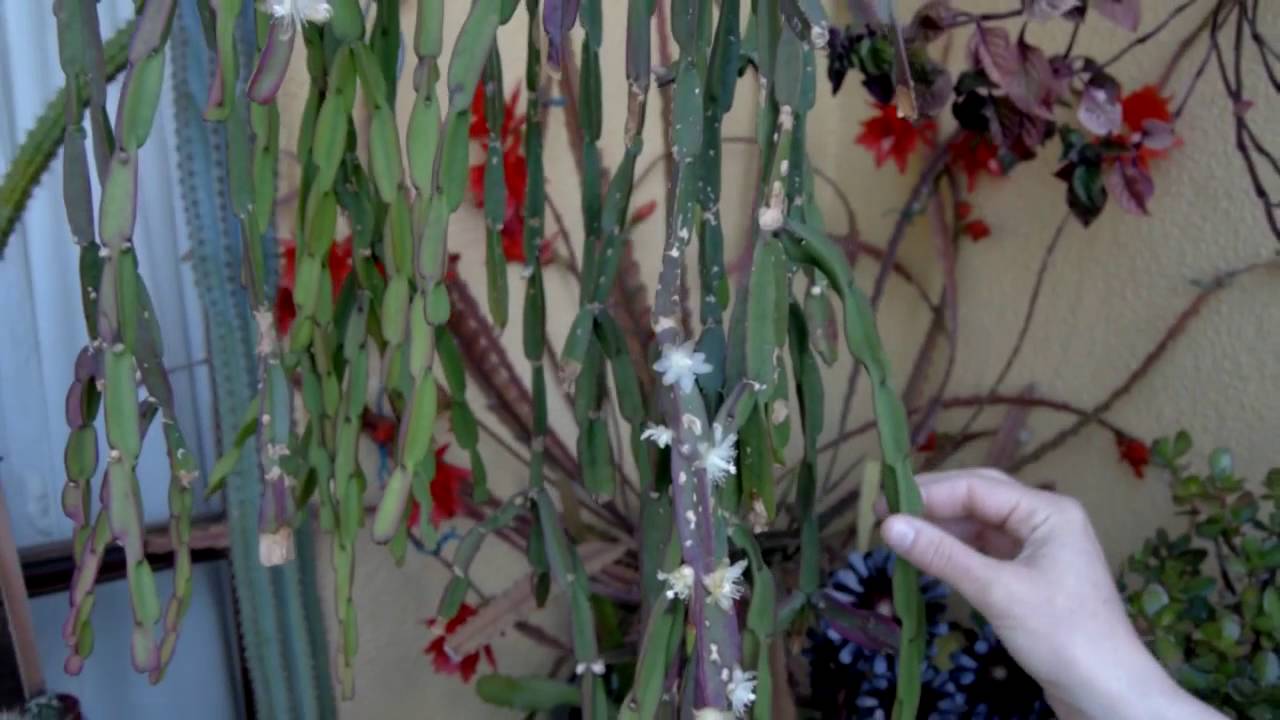 My Rhipsalis paradoxa rainforest cactus plant in bloom - YouTube