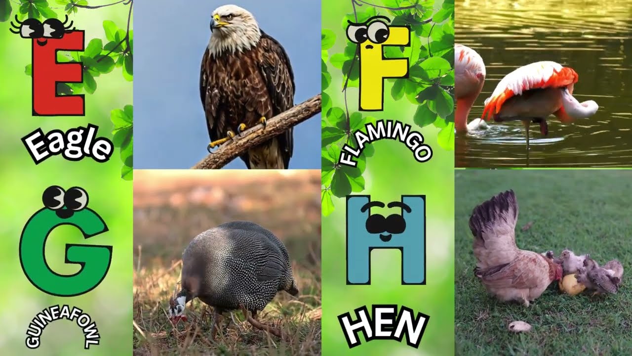 Birds Alphabet Song for Kids | Birds ABC Song | Phonics for Kids ...