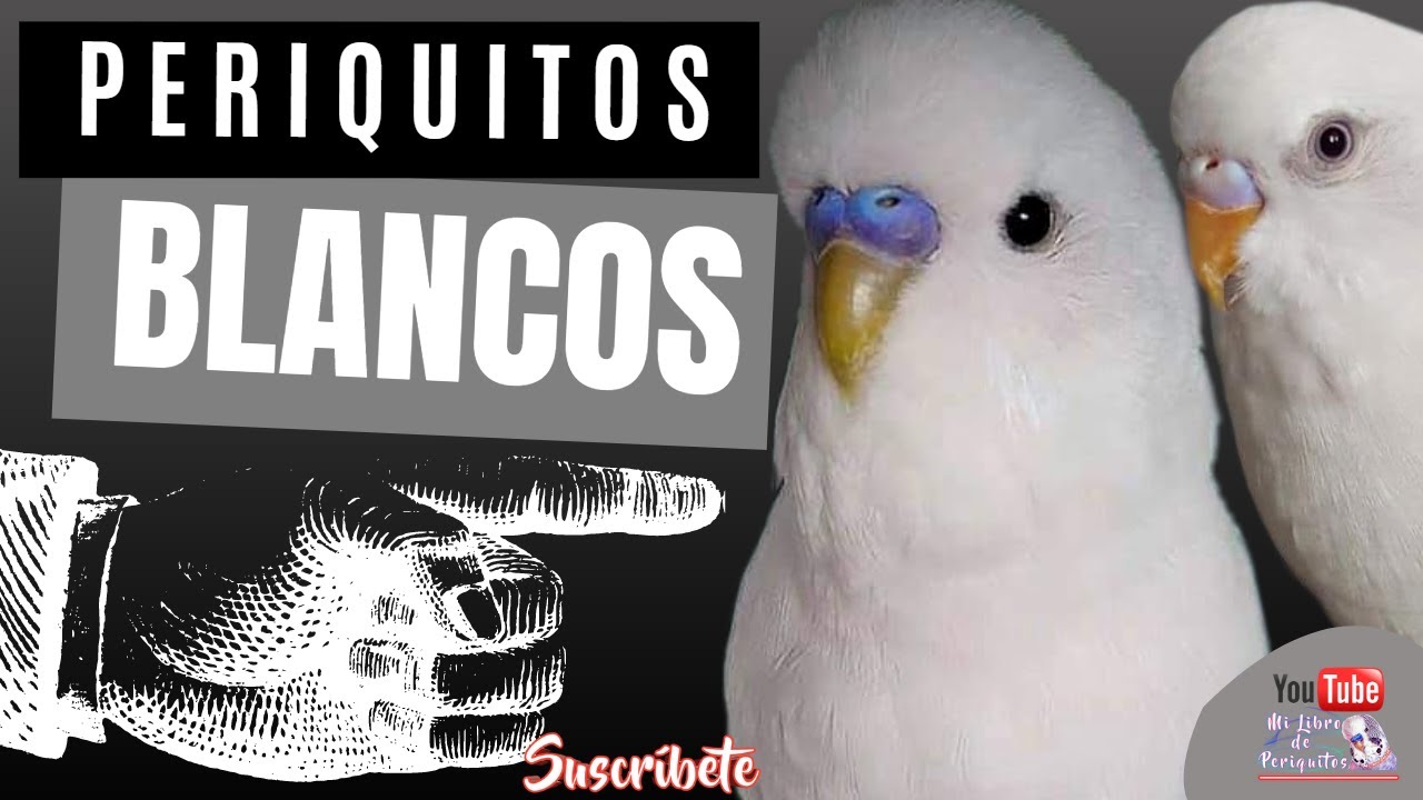 Periquito Blanco