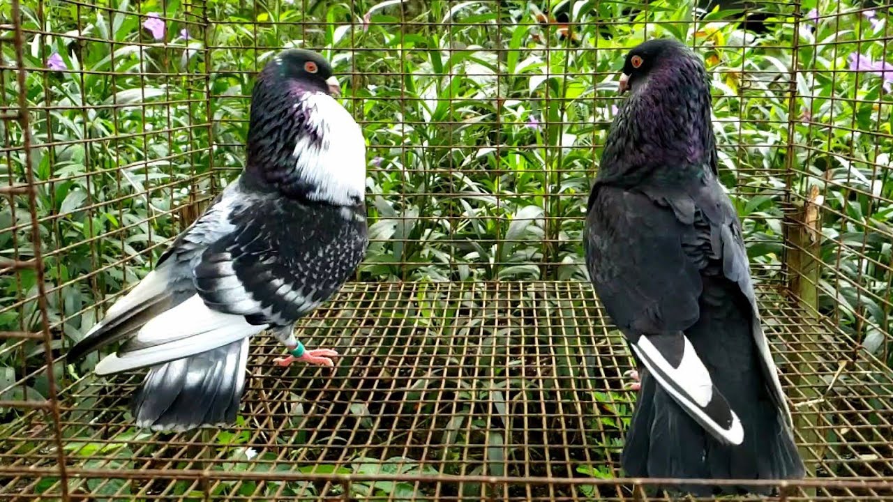Cuban Pouter - Black Hen Check White Flight - YouTube