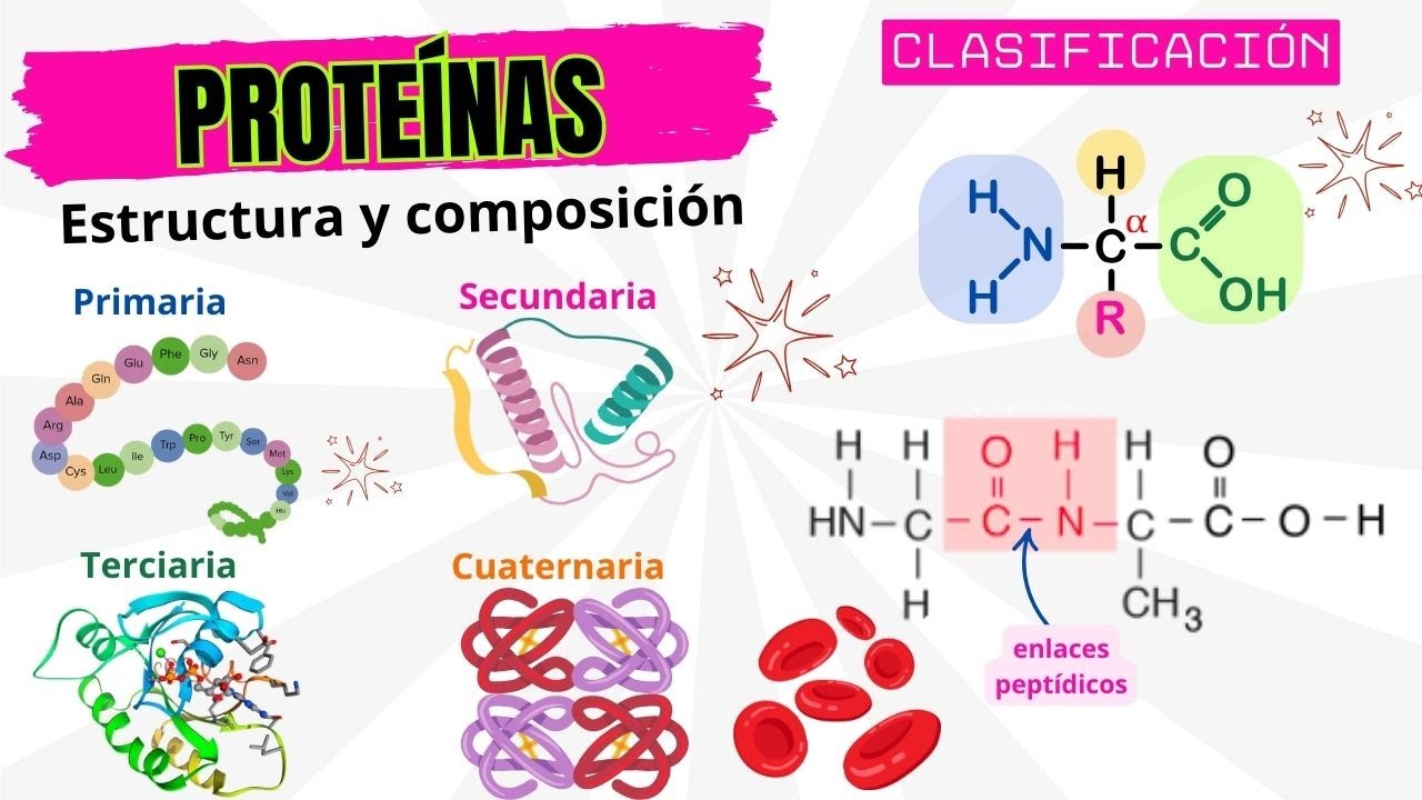 🥩 Proteínas 🧬 Estructura y Composición de las Proteínas 🥩enlace ...
