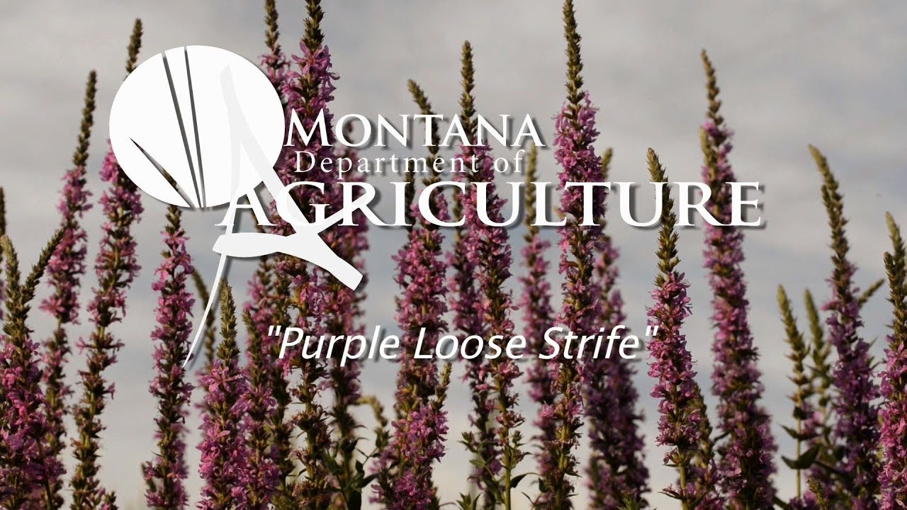 2017 Noxious weed video: Purple Loose Strife - YouTube