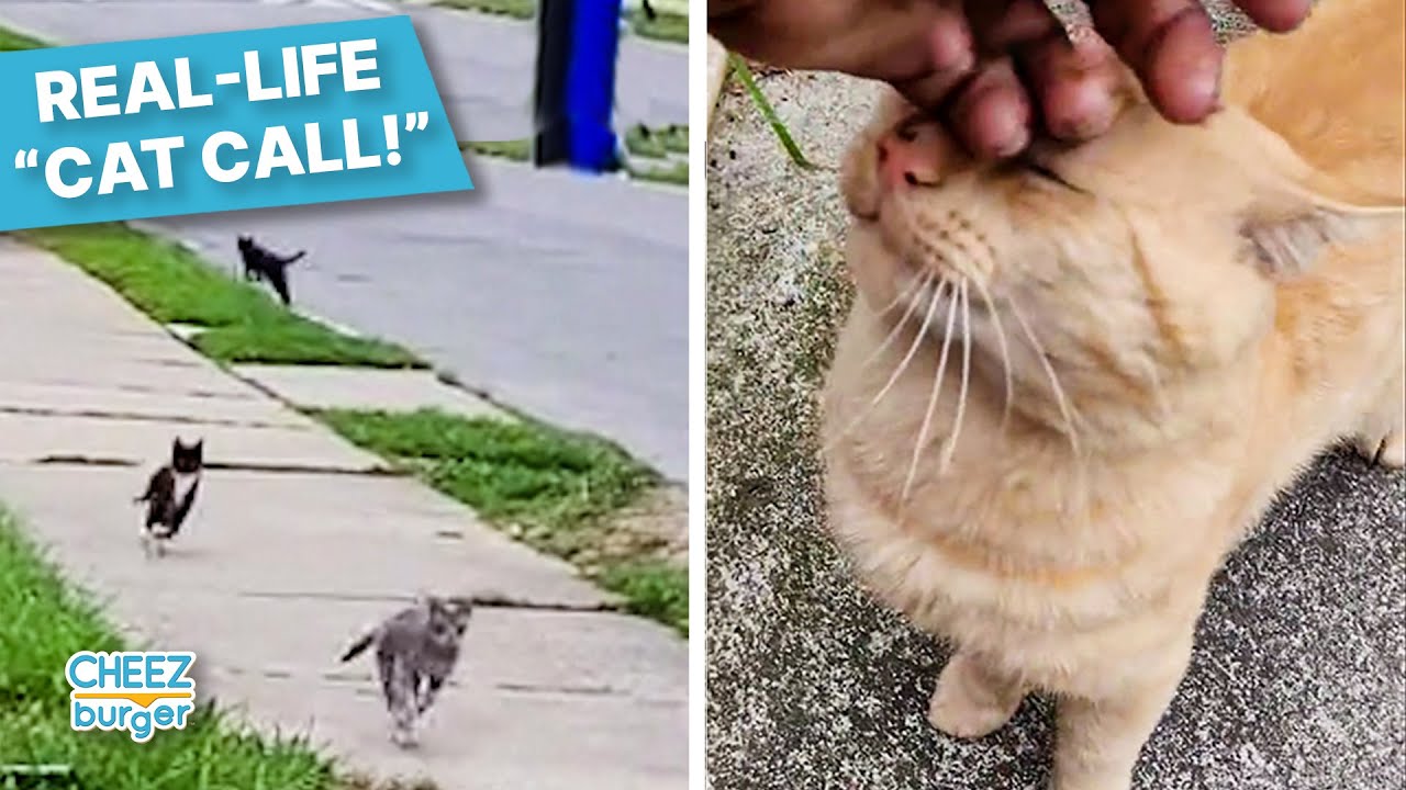 This Detroit Man's Literal "Cat Call" Can Summon Stray Cats - YouTube