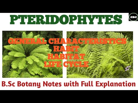 PTERIDOPHYTES || General Characteristics, Habit, Habitat, Life Cycle ...