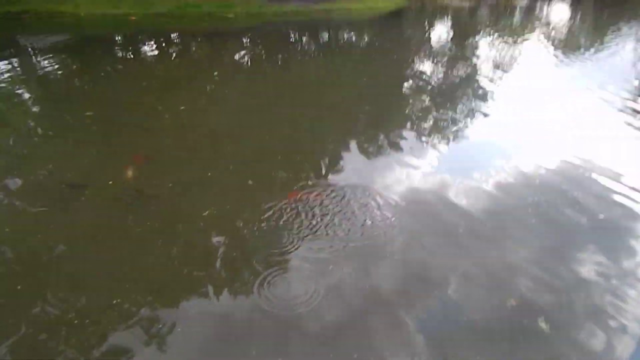 KINGS ISLAND Koi pond giant tiger Koi - YouTube