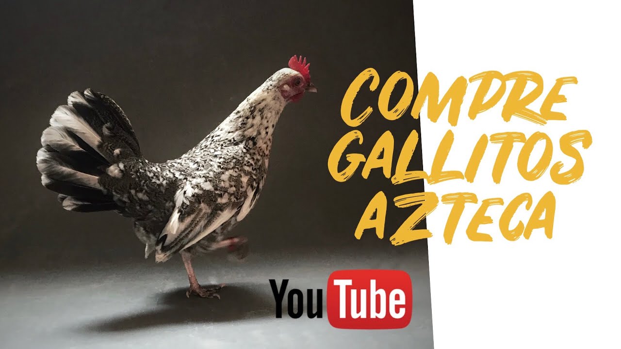 COMPRE mis primeros gallitos AZTECA o kikirikis, también ameraucanas # ...