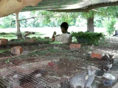 INDIA-RABBIT-FARMS VIDEO 12 - YouTube