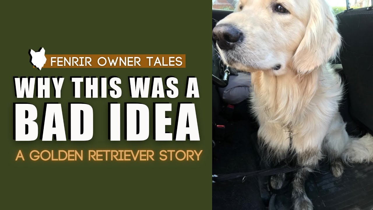 Why You SHOULD NOT get a GOLDEN RETRIEVER. Experience From An Owner ...