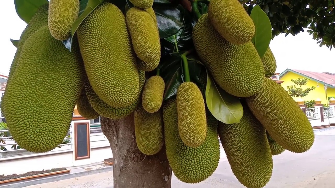 Nangka Cempedak